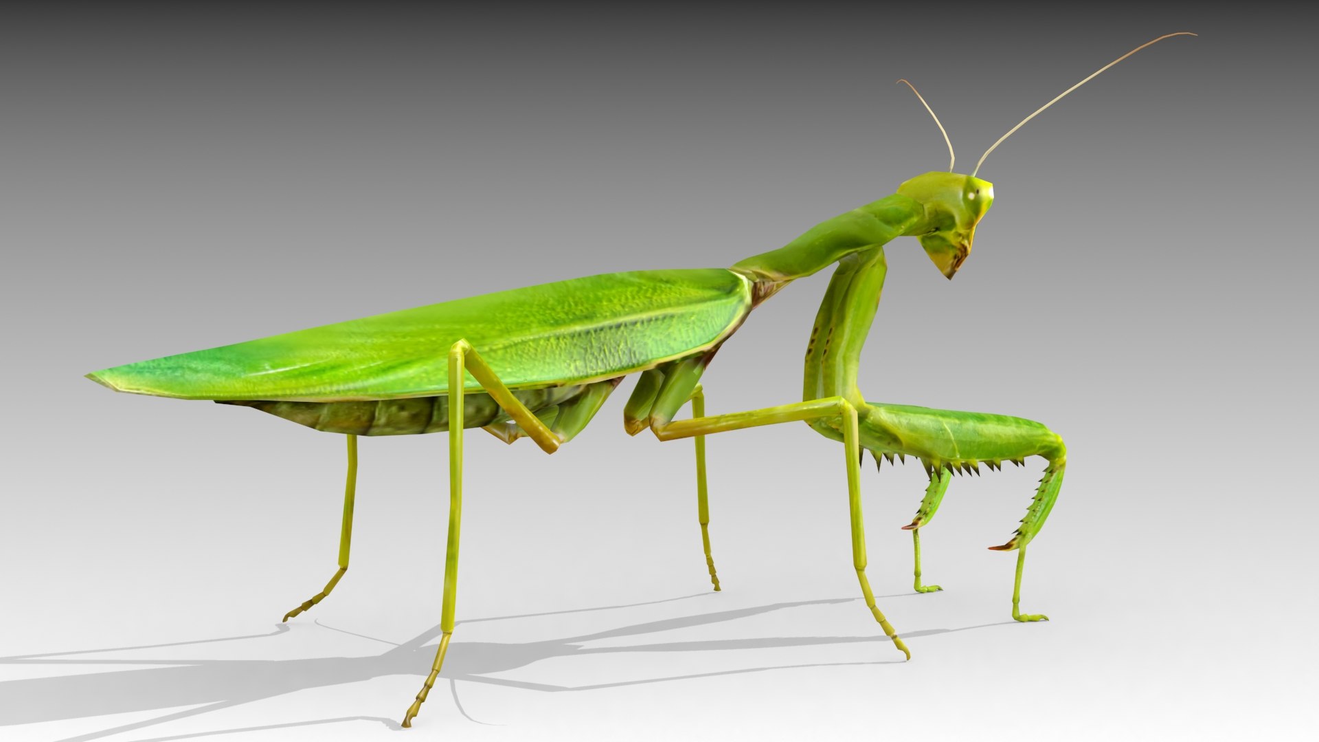 3D Insect Invertebrate Model - TurboSquid 1283373