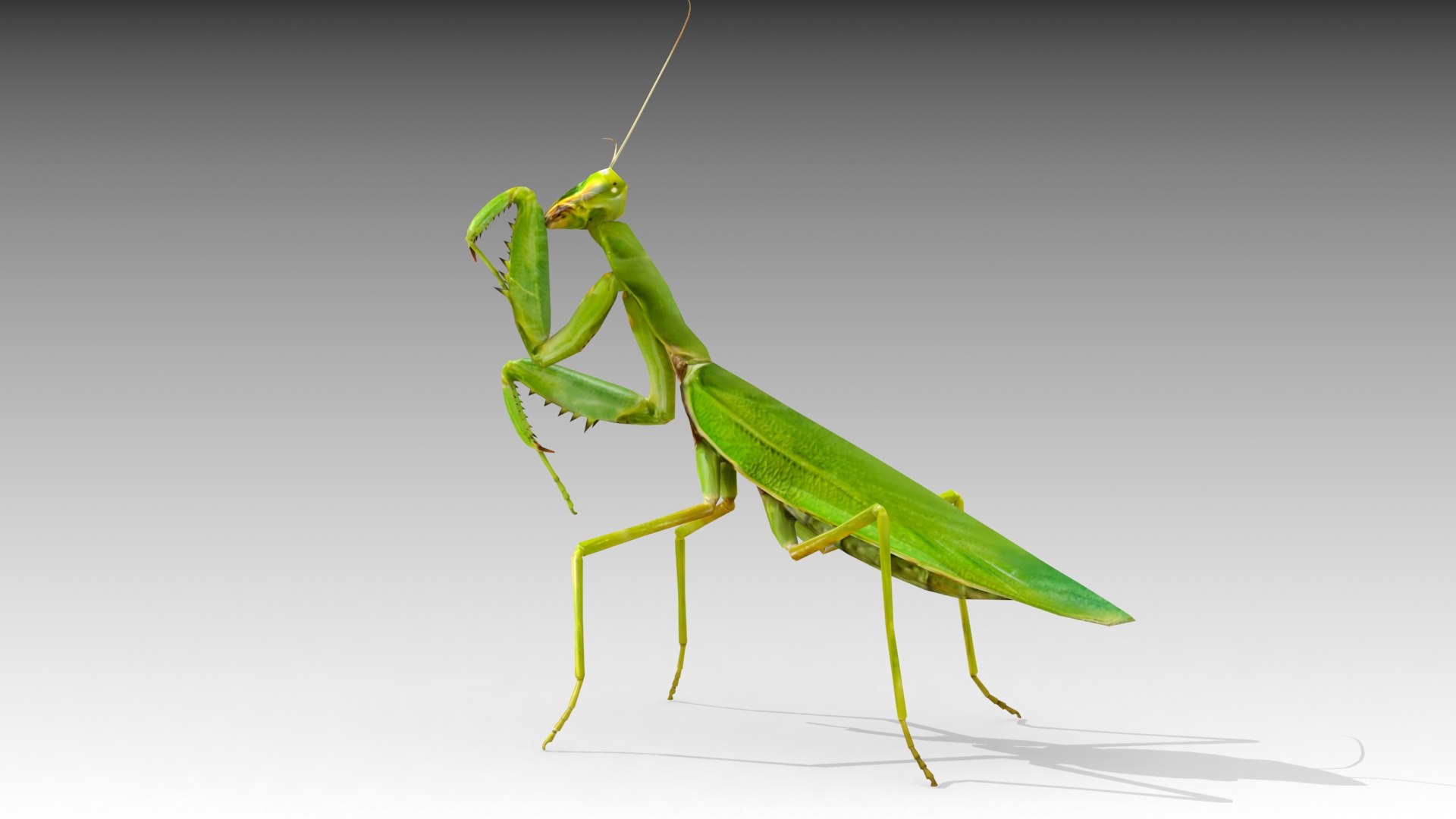 3D Insect Invertebrate Model - TurboSquid 1283373