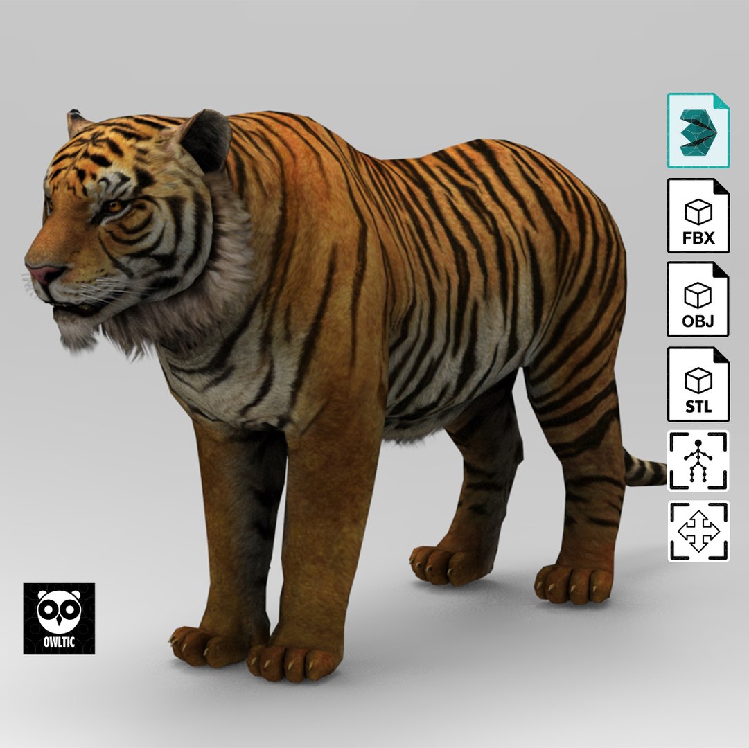 3D Tiger - Rigged - Animated - TurboSquid 2278593