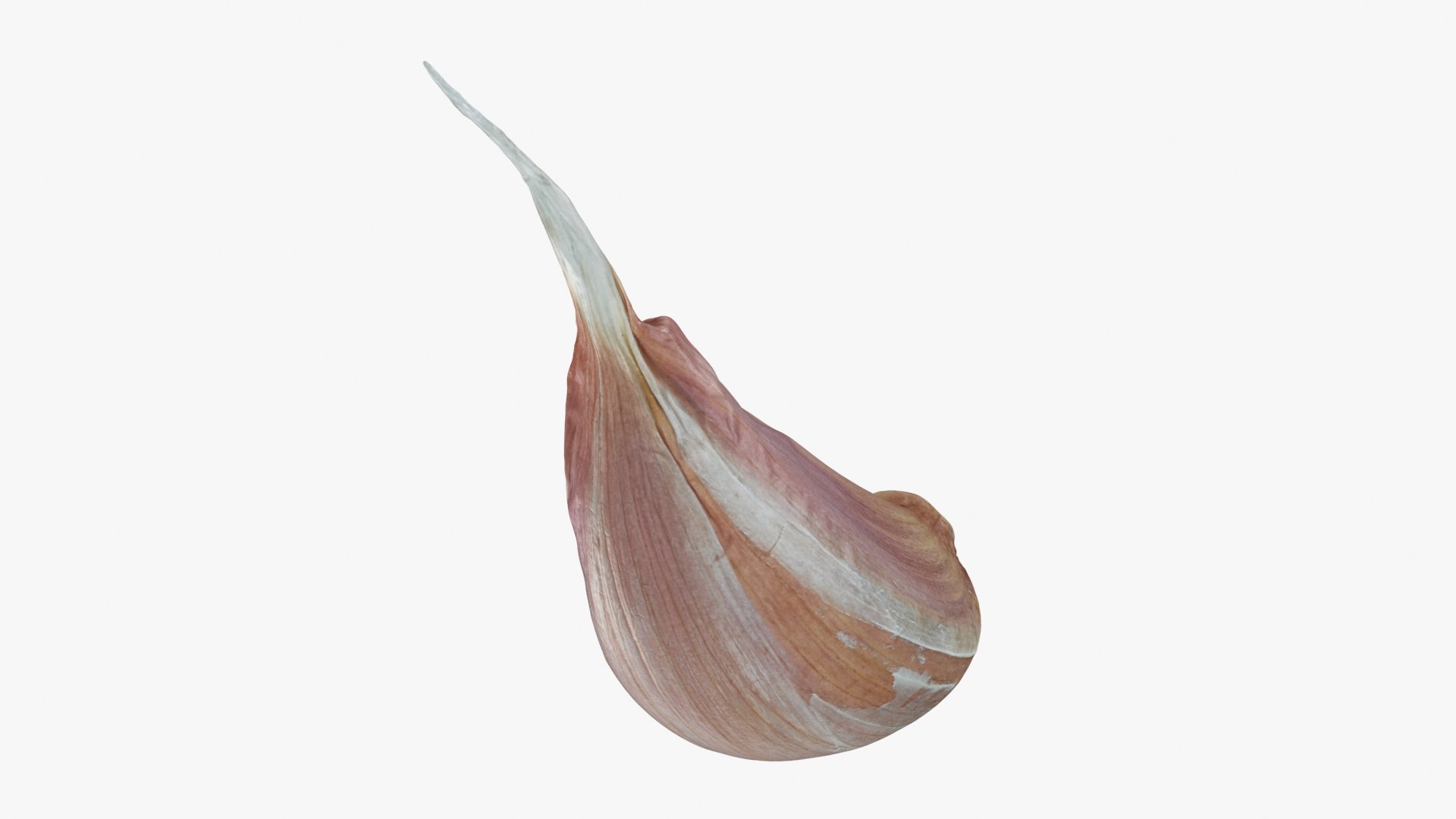 Garlic Clove 3D - TurboSquid 2275860