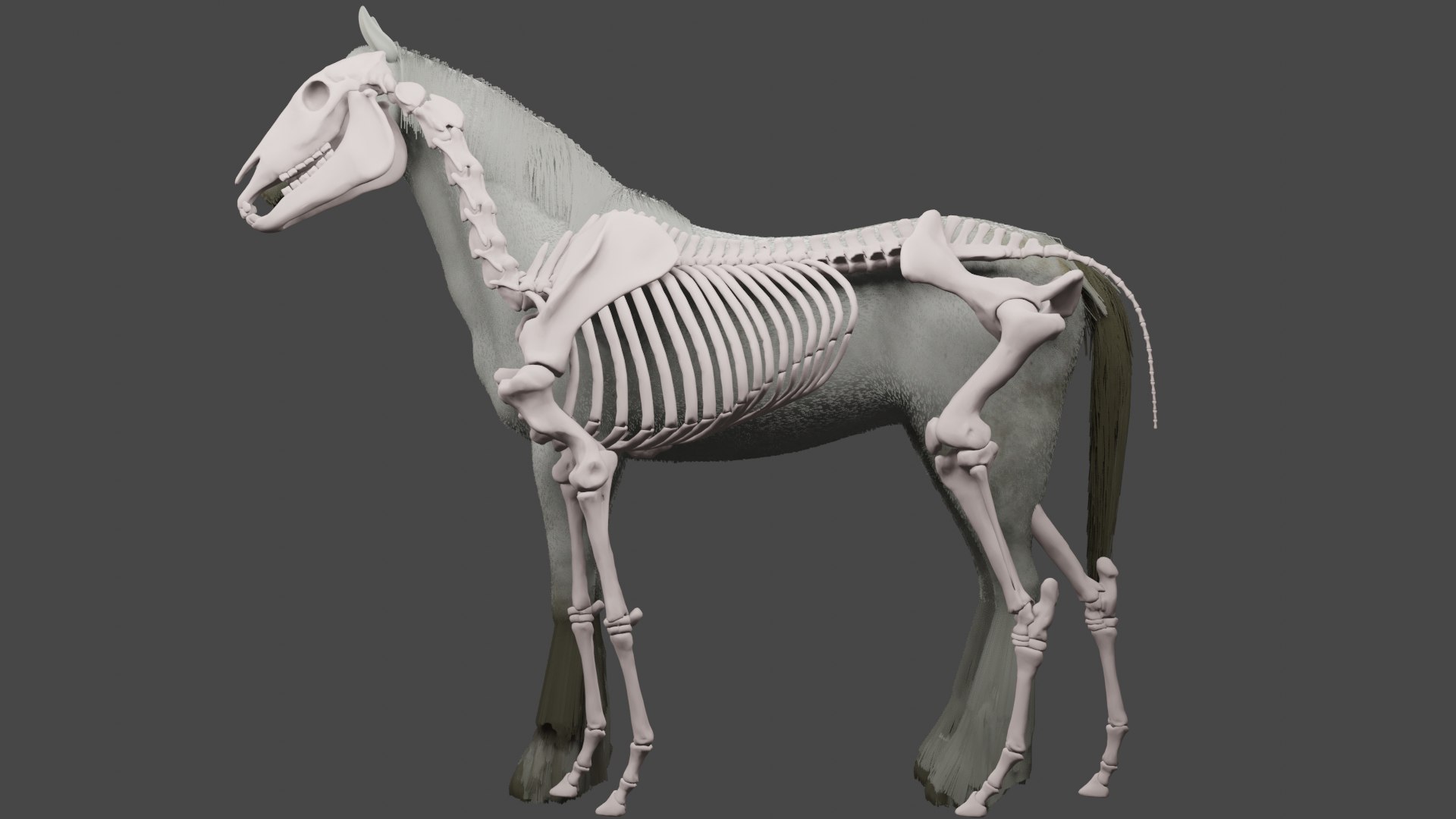 3D Horse Anatomy Animated - TurboSquid 1795021