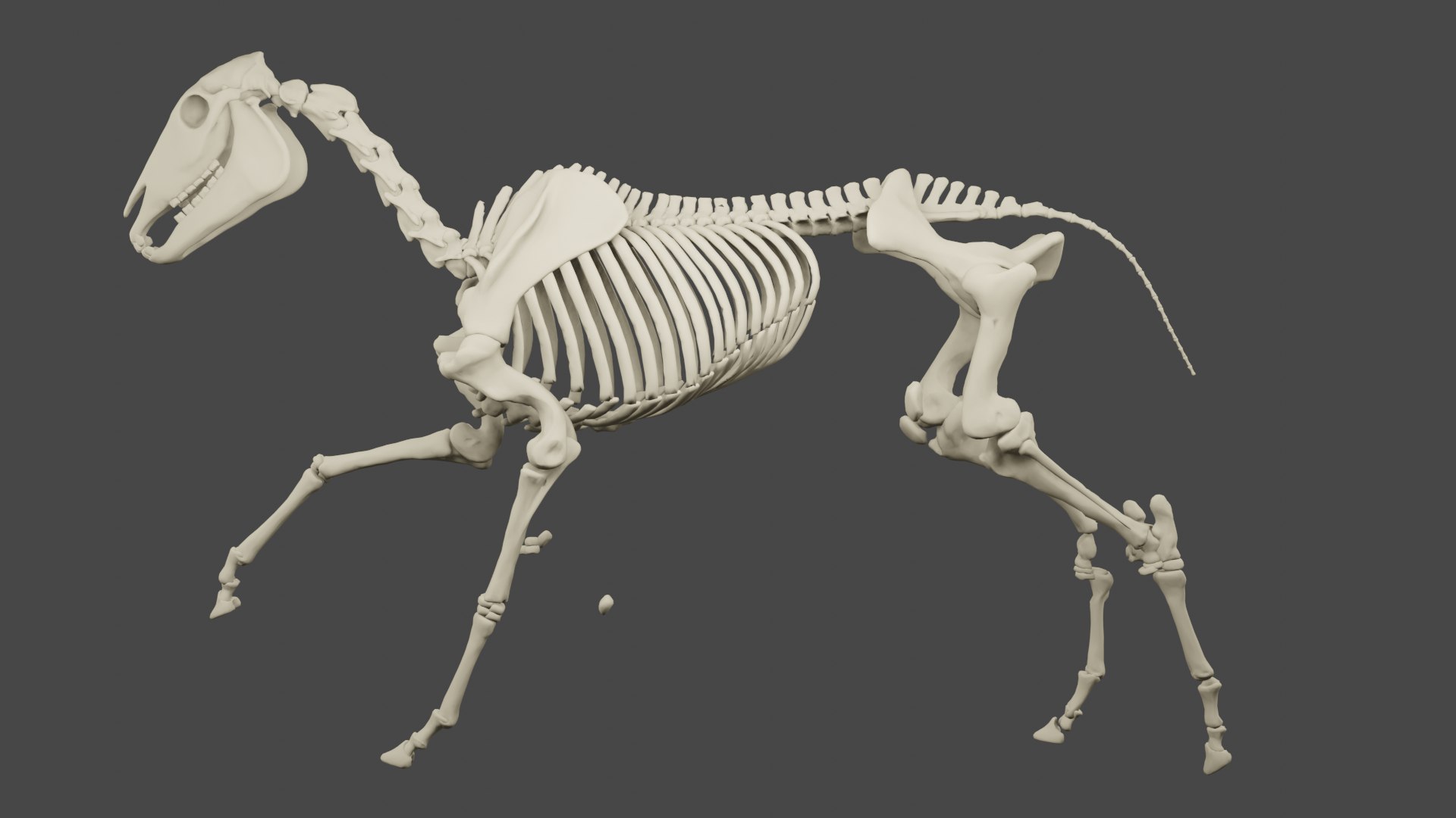3D Horse Anatomy Animated - TurboSquid 1795021