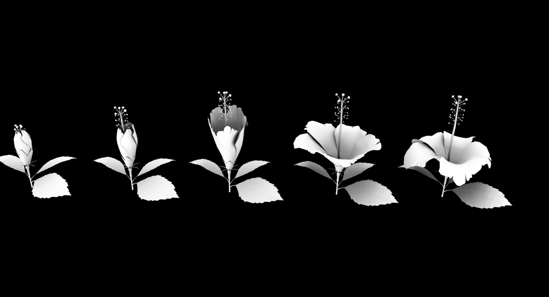 3D Hibiscus Flower Model - TurboSquid 1476883