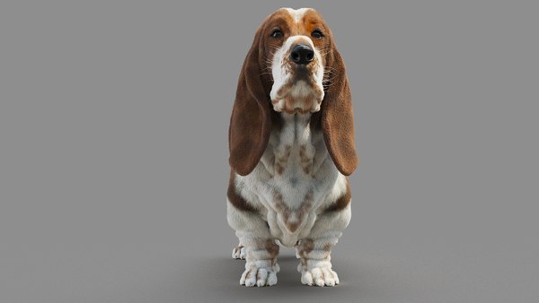 Basset hound dog 3D model - TurboSquid 1668222