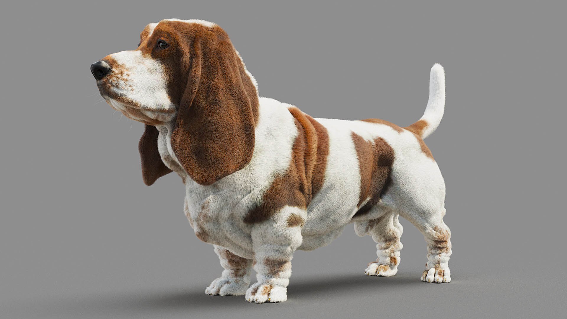 Basset Hound Dog 3D Model - TurboSquid 1668222