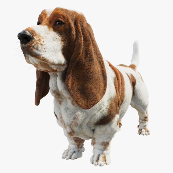 Basset hound dog 3D model - TurboSquid 1668222