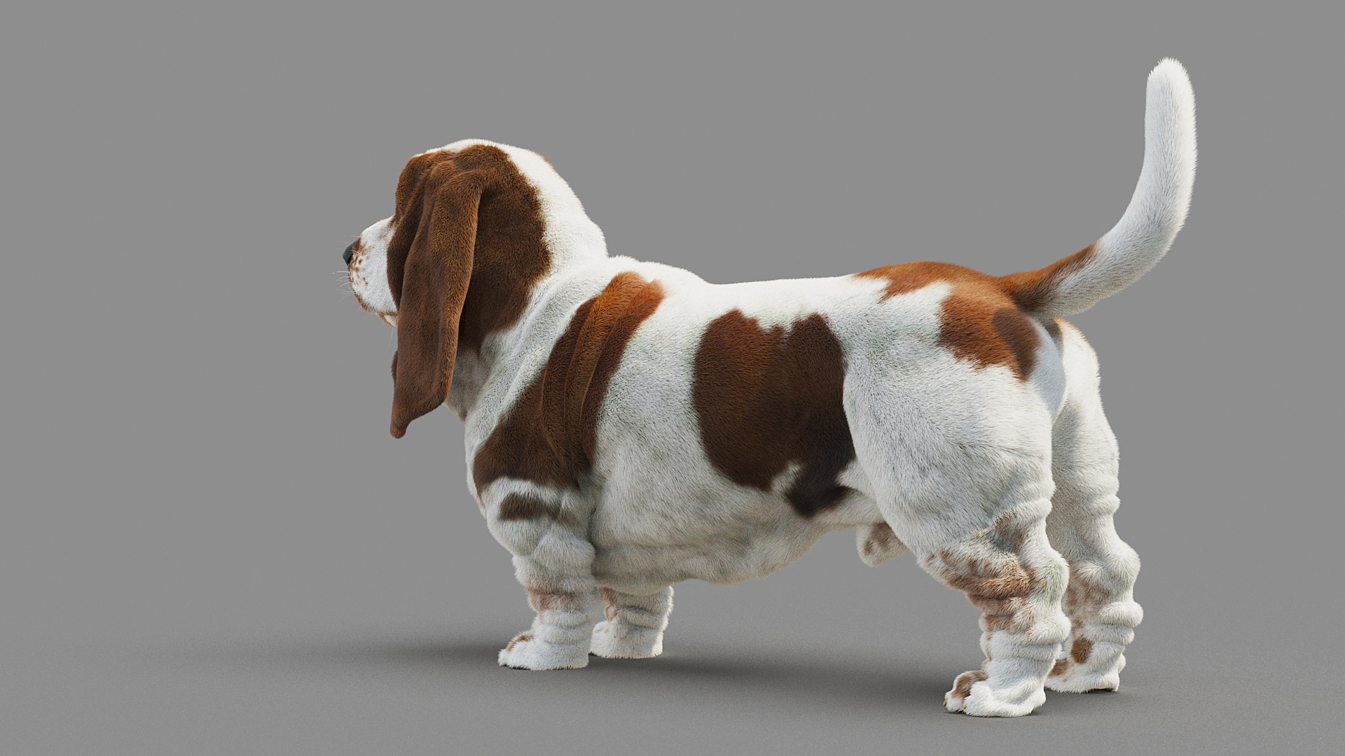 Basset hound dog 3D model - TurboSquid 1668222