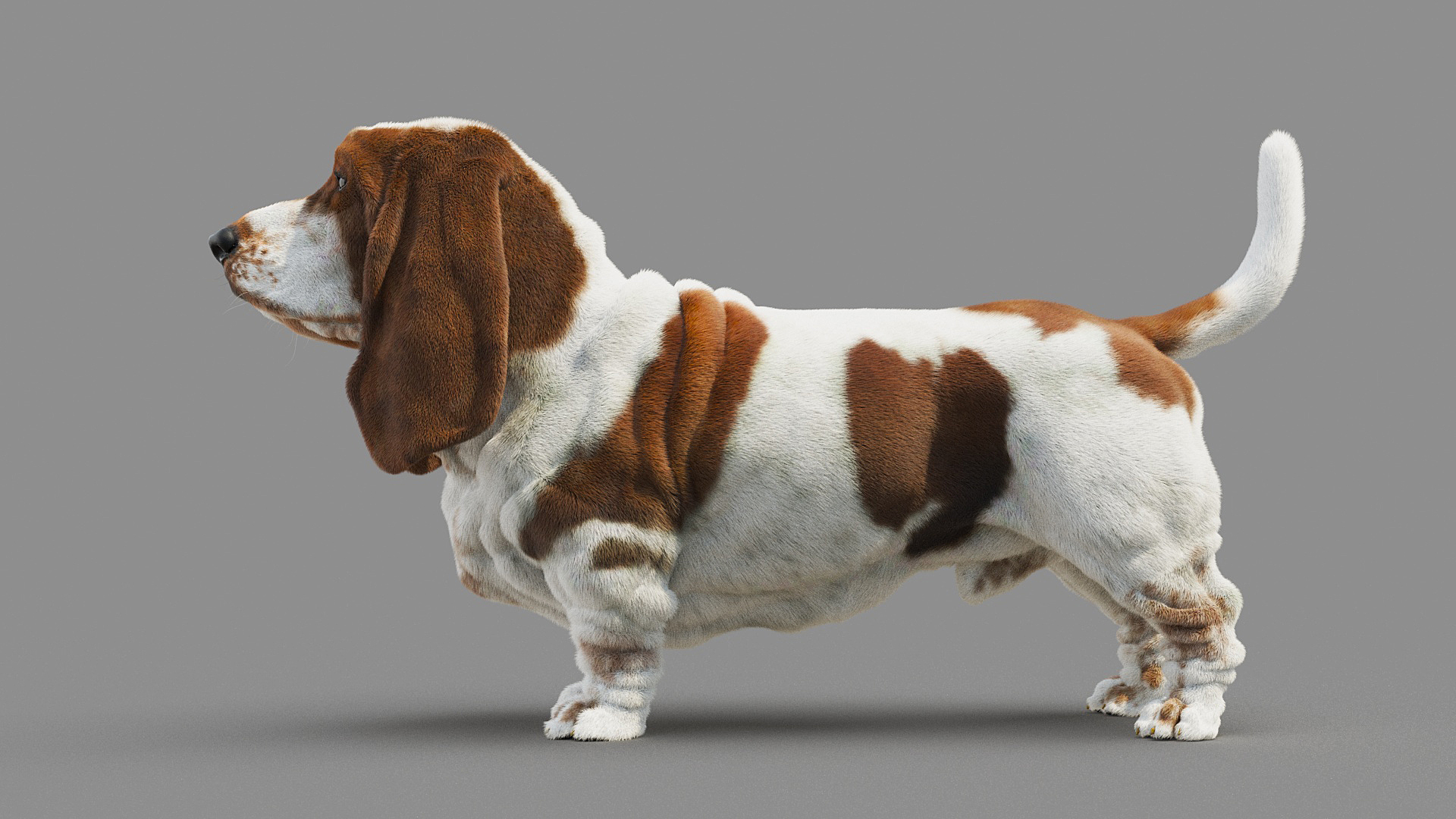 Basset hound dog 3D model - TurboSquid 1668222
