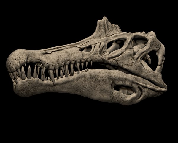 Spinosaurus Skull 3D print model model - TurboSquid 2395637