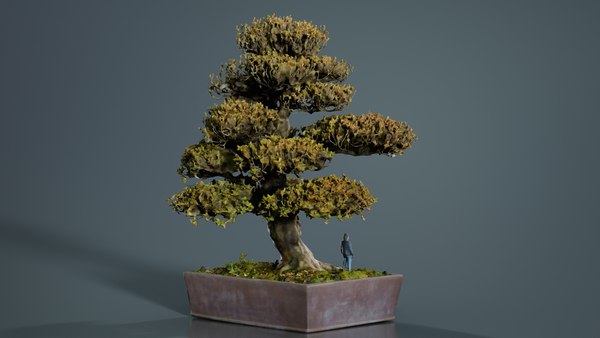 modelo 3d Satsuki Kinsai 2 Árbol Bonsái Remasterizado - TurboSquid 2363120