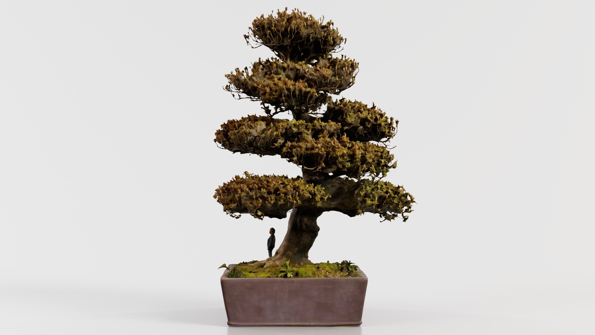 3D Model Satsuki Kinsai 2 Bonsai Tree Remastered - TurboSquid 2363120