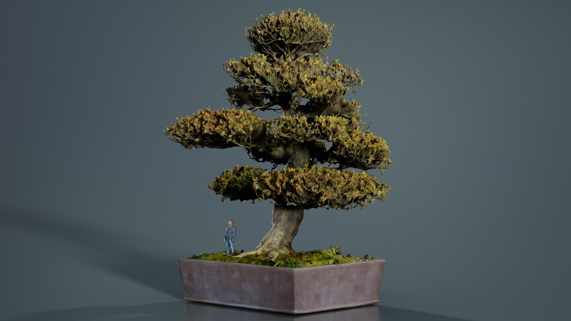 3D Model Satsuki Kinsai 2 Bonsai Tree Remastered - TurboSquid 2363120