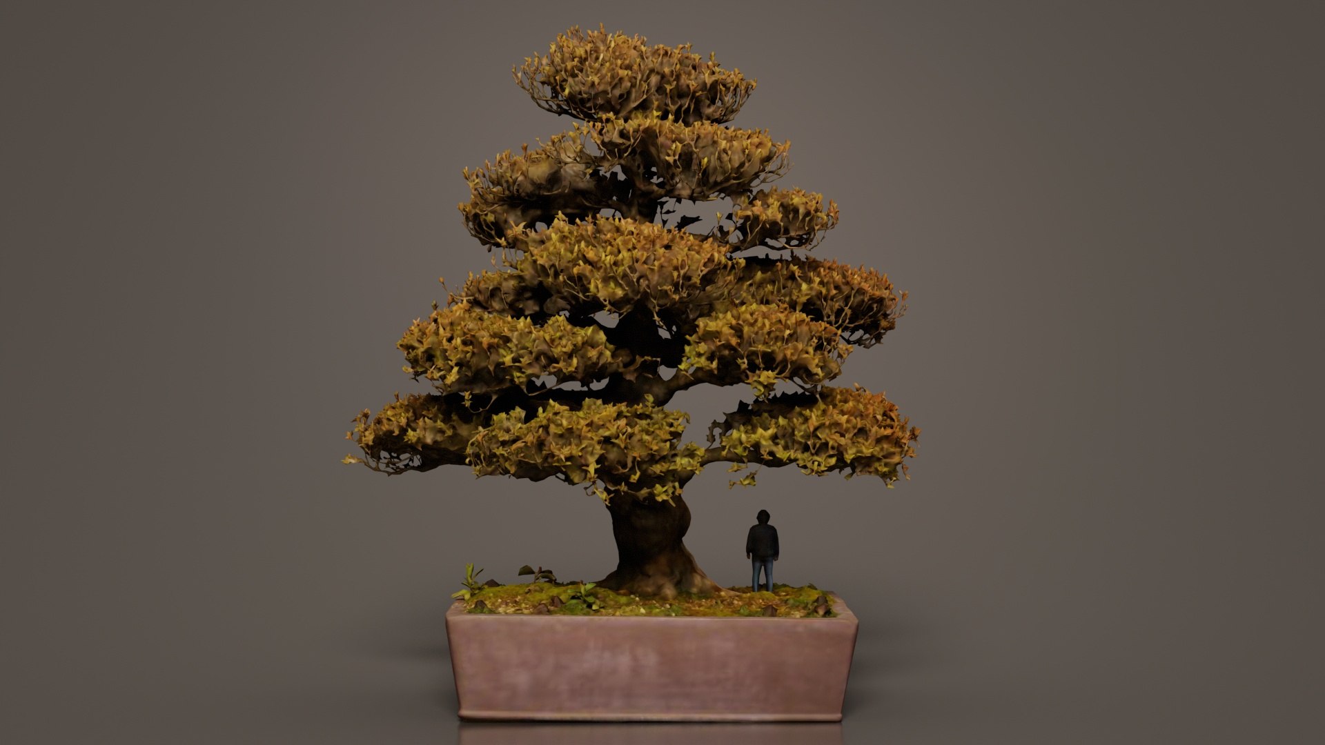 3D Model Satsuki Kinsai 2 Bonsai Tree Remastered - TurboSquid 2363120