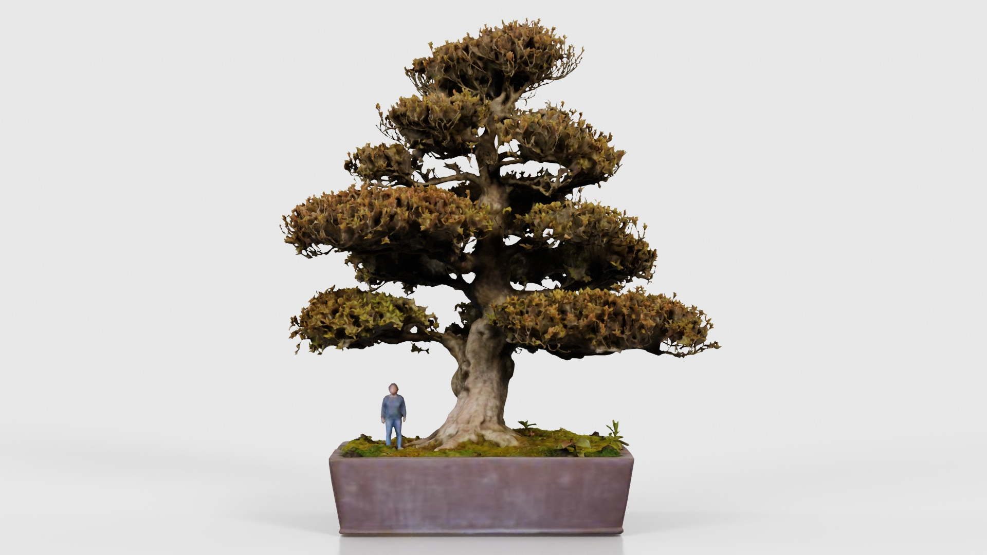 3D Model Satsuki Kinsai 2 Bonsai Tree Remastered - TurboSquid 2363120