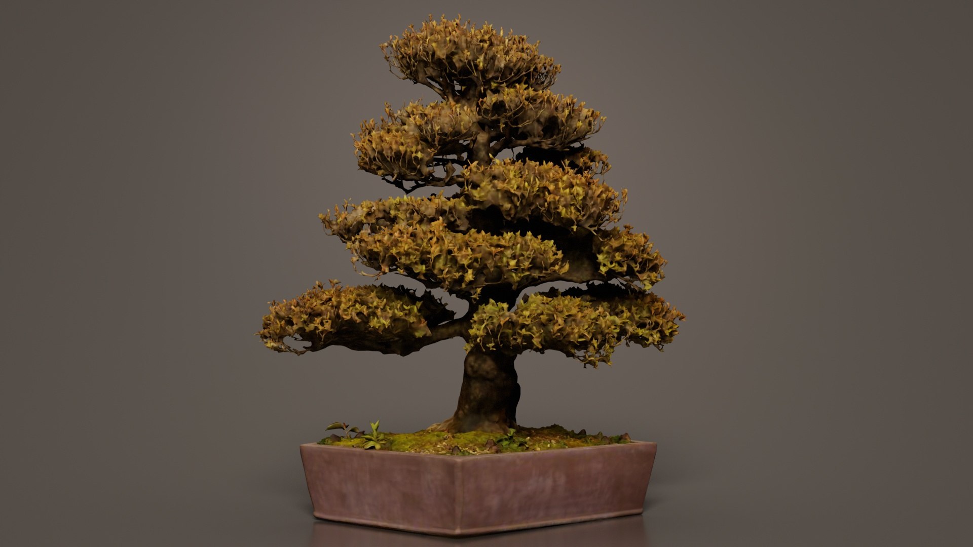 3D Model Satsuki Kinsai 2 Bonsai Tree Remastered - TurboSquid 2363120