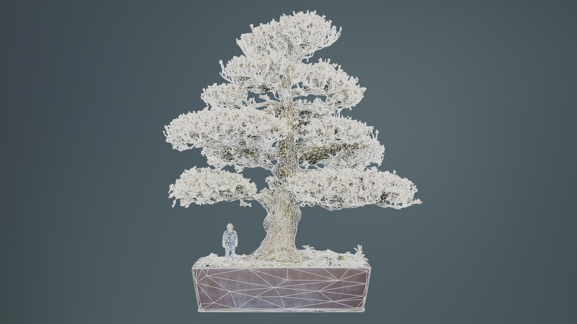 3D Model Satsuki Kinsai 2 Bonsai Tree Remastered - TurboSquid 2363120