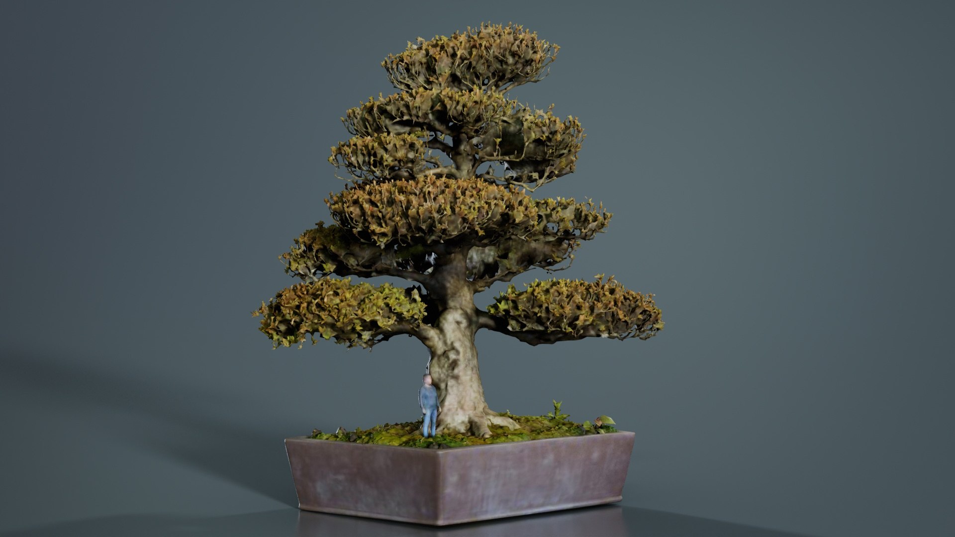 3D Model Satsuki Kinsai 2 Bonsai Tree Remastered - TurboSquid 2363120