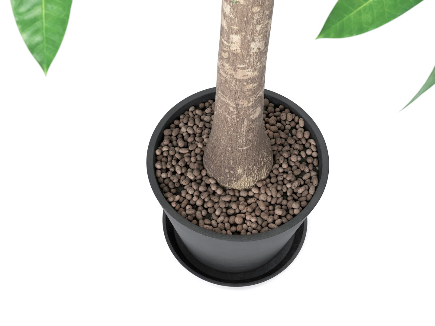 3D model Plant Money Tree - Pachira Aquatica stump style - TurboSquid ...