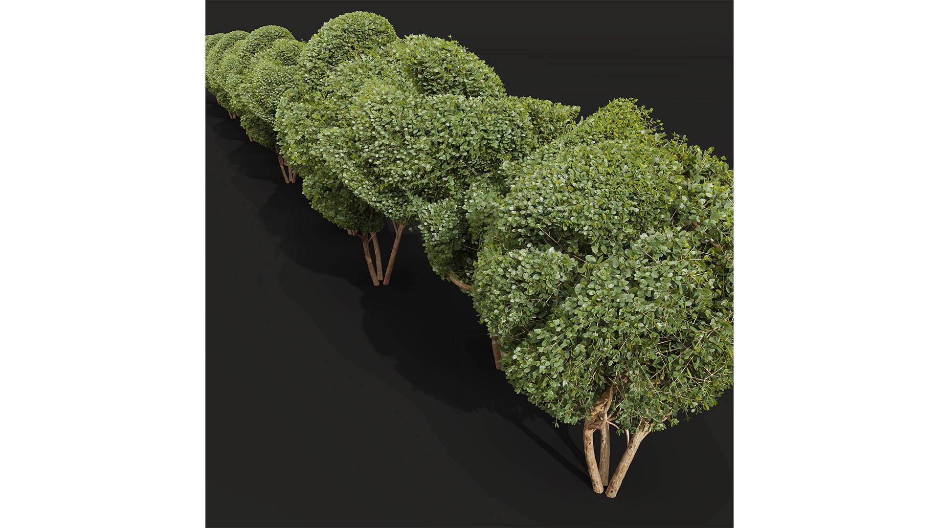 New Plant Ficus Concinna Bonsai Pruned15 3D Model - TurboSquid 2203750