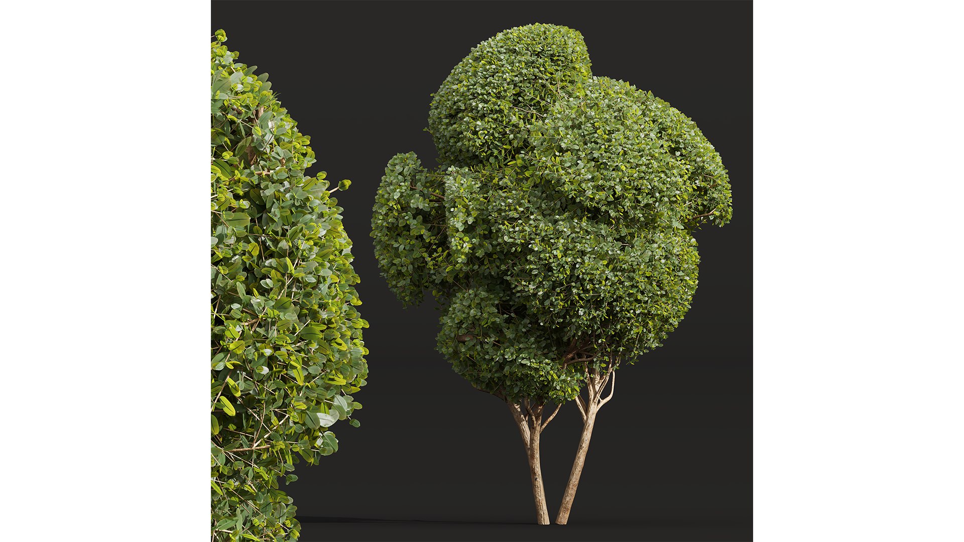 New Plant Ficus Concinna Bonsai Pruned15 3D Model - TurboSquid 2203750