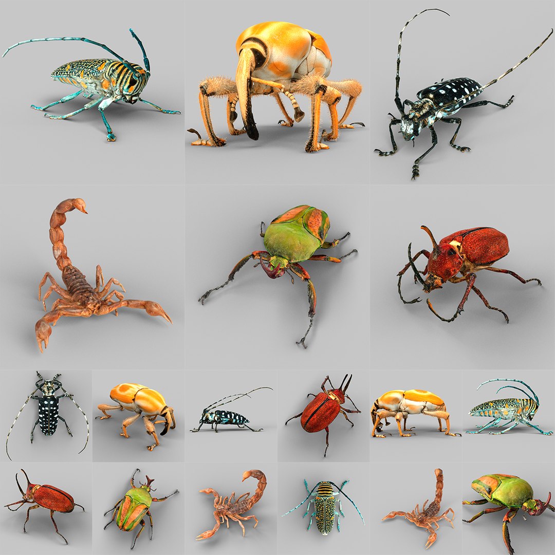 3d Model Insect Calloplophora Sollii