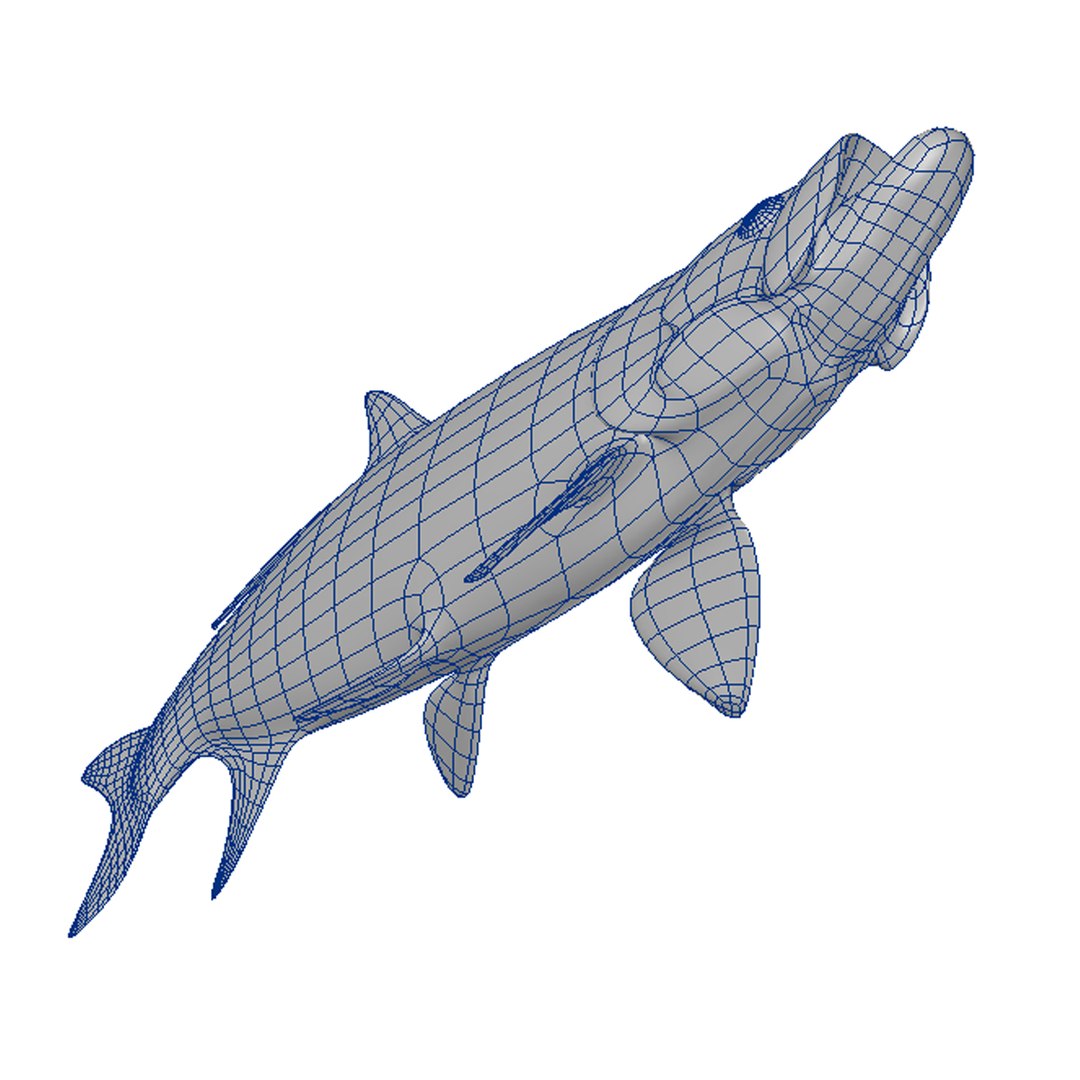 3d Model Tarpon
