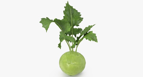 3D kohlrabi german turnip - TurboSquid 1202314