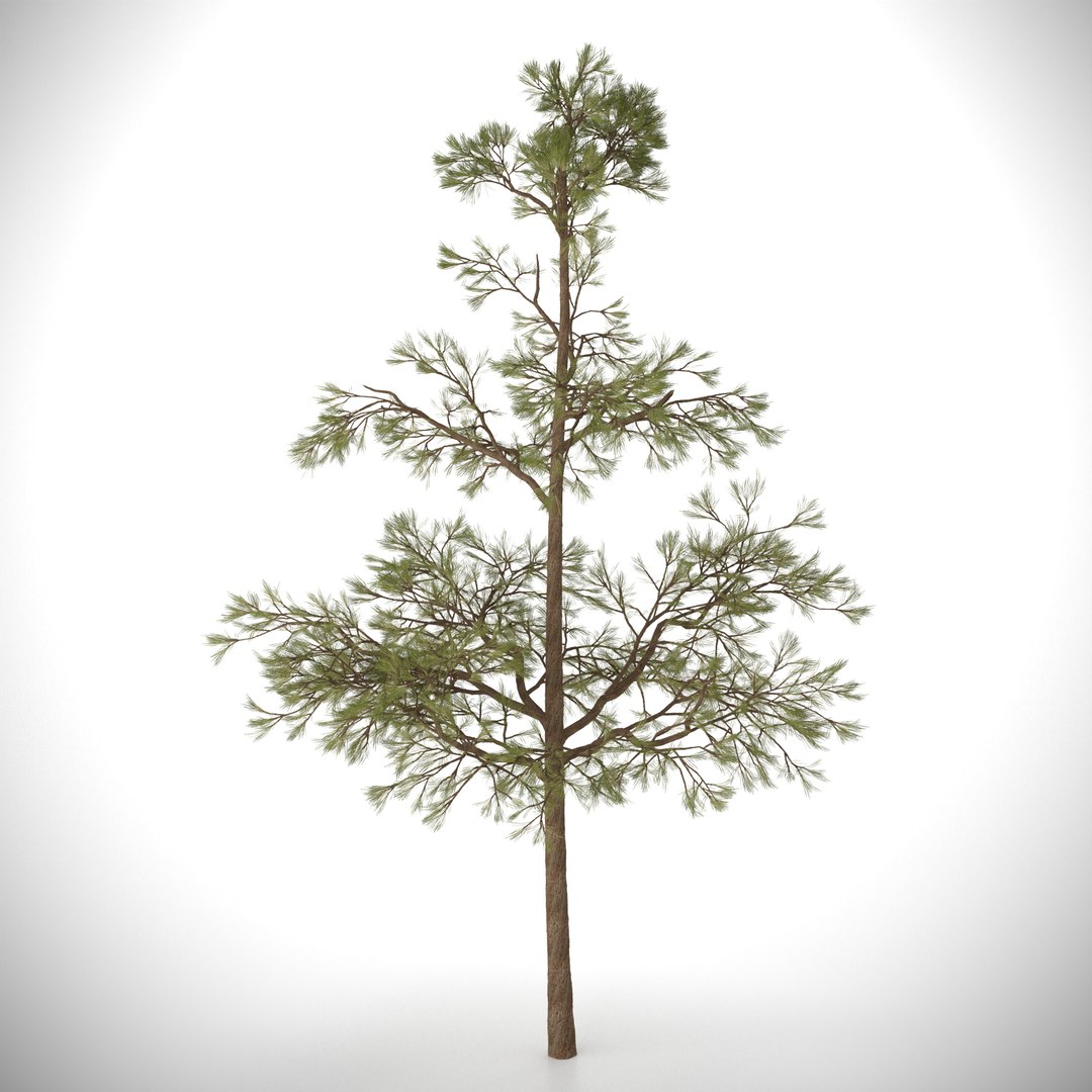 3D Pine Set 01 Model - TurboSquid 1727491