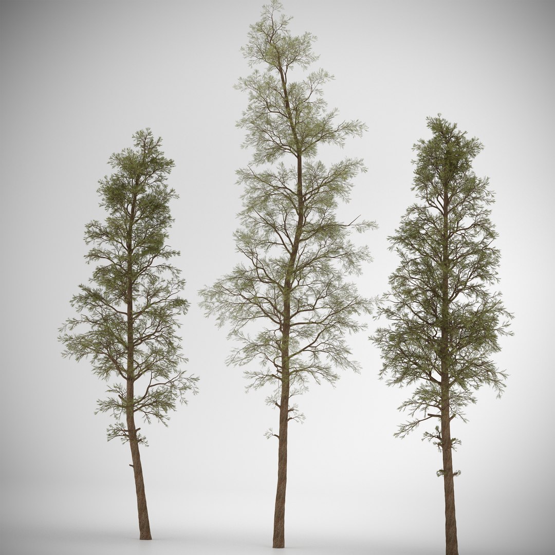 3D Pine Set 01 Model - TurboSquid 1727491