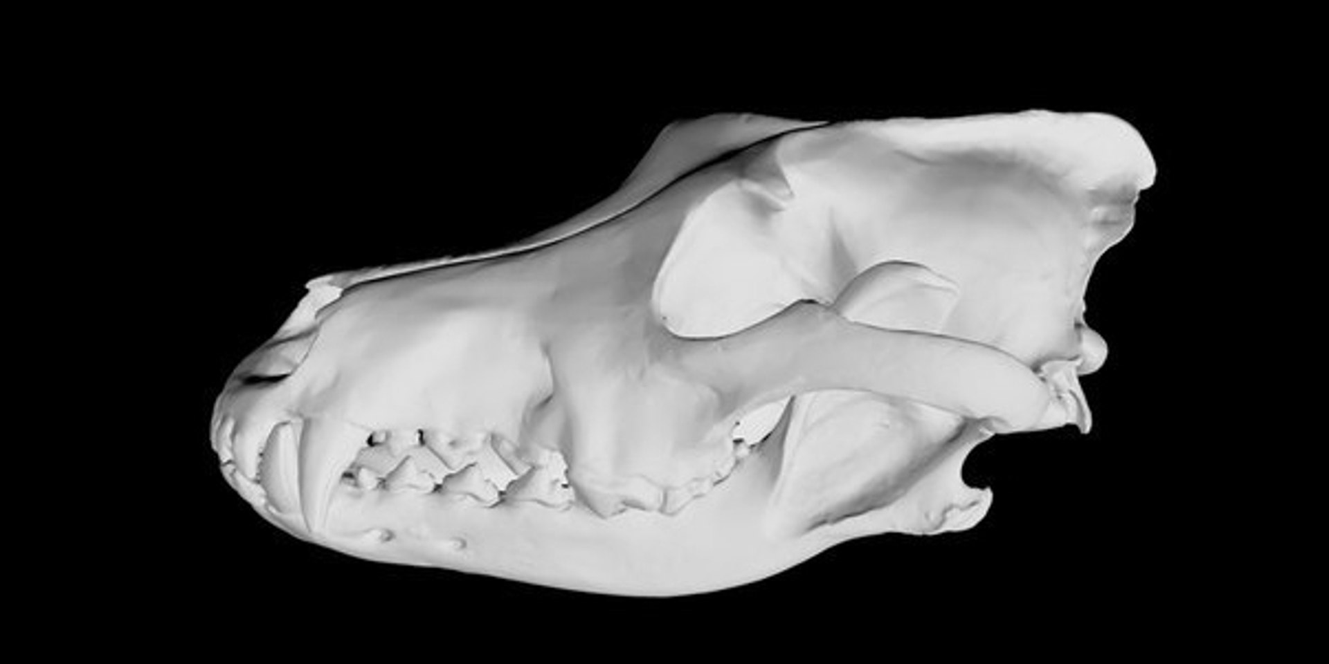 3d scan wolf model