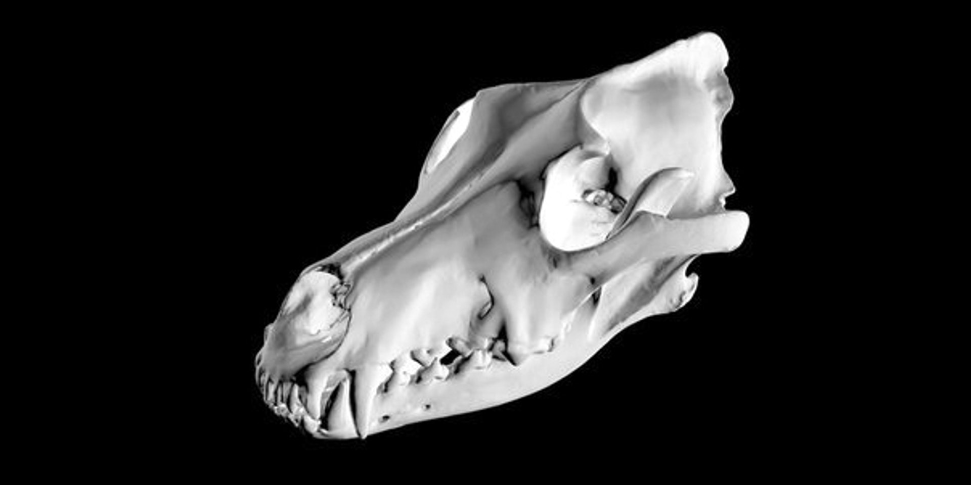 3d scan wolf model