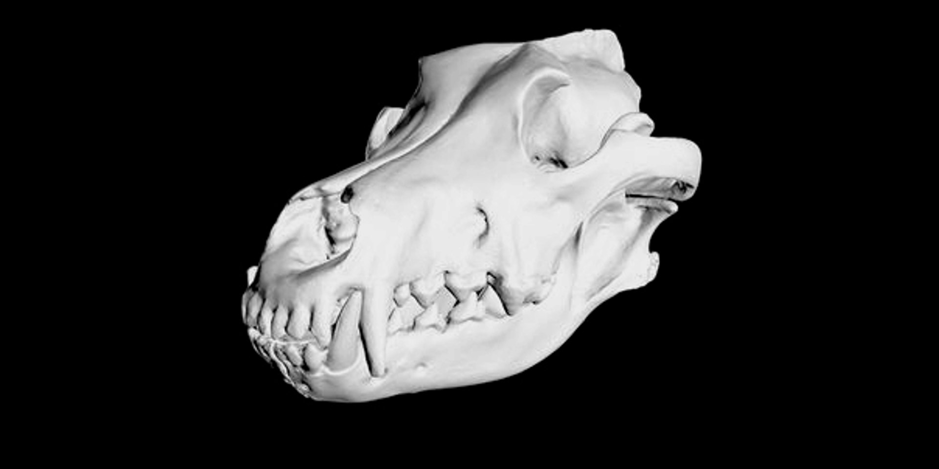 3d scan wolf model