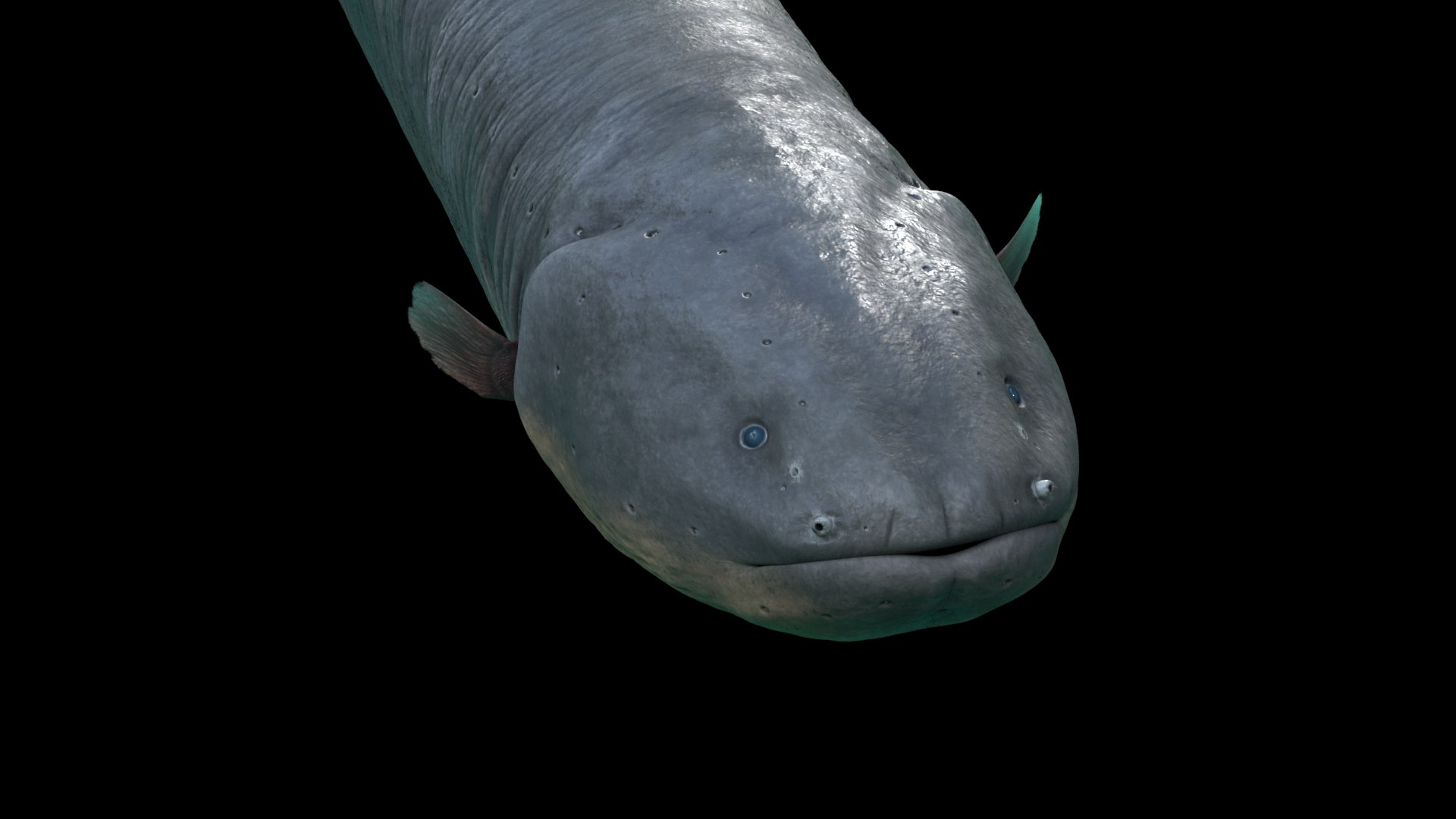 Electrophorus Electricus 3D Model - TurboSquid 1337101
