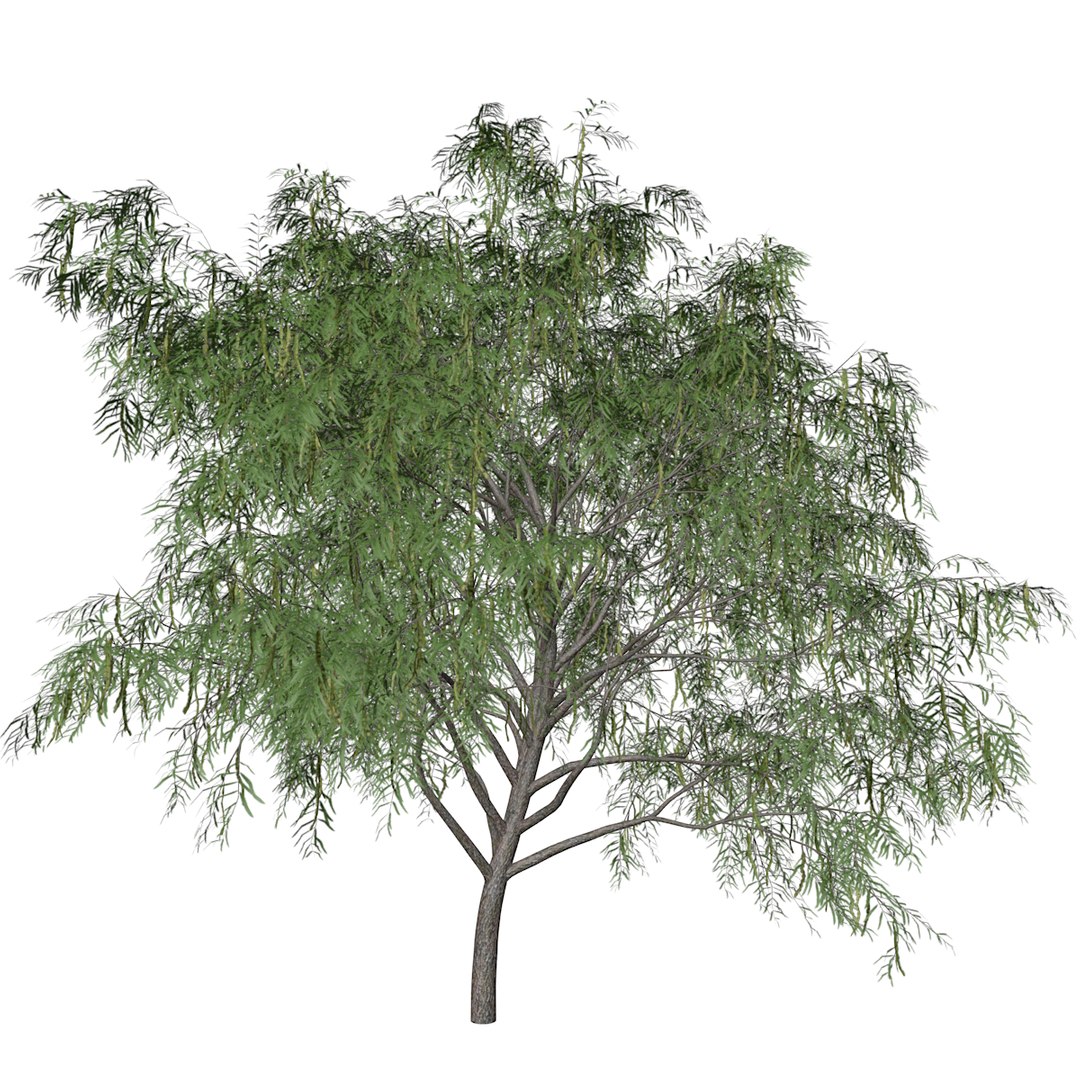 3D Honey Mesquite Tree Collection - TurboSquid 2378993
