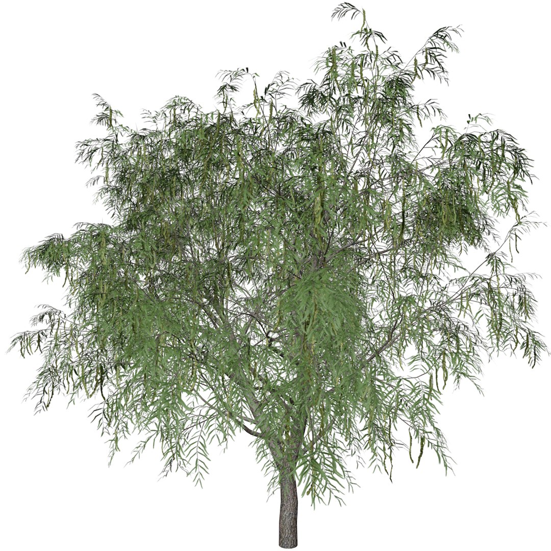 3D Honey Mesquite Tree Collection - TurboSquid 2378993
