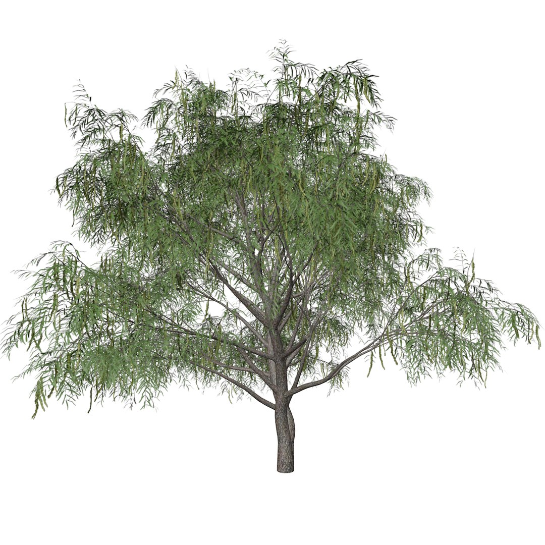 3D Honey Mesquite Tree Collection - TurboSquid 2378993