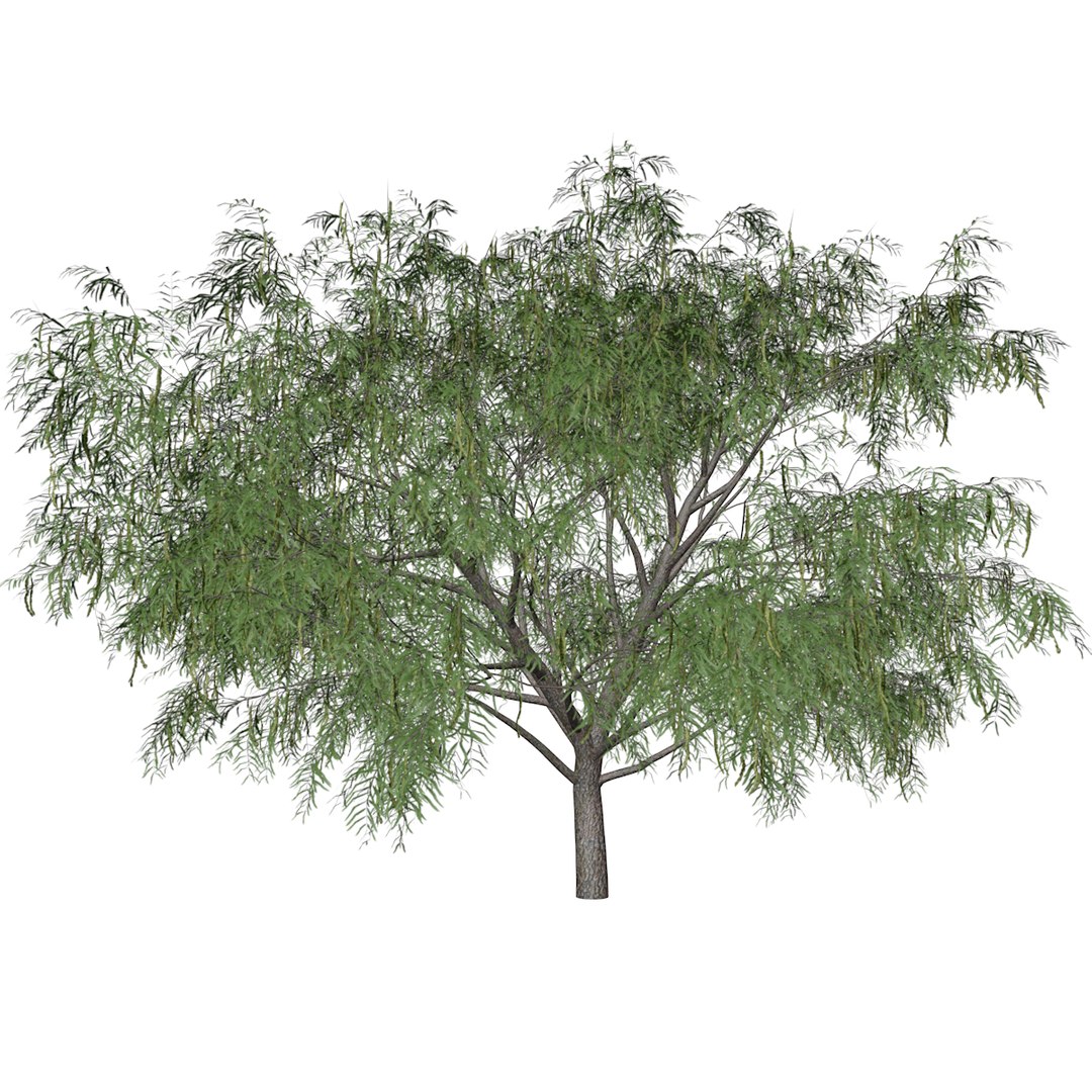 3D Honey Mesquite Tree Collection - TurboSquid 2378993