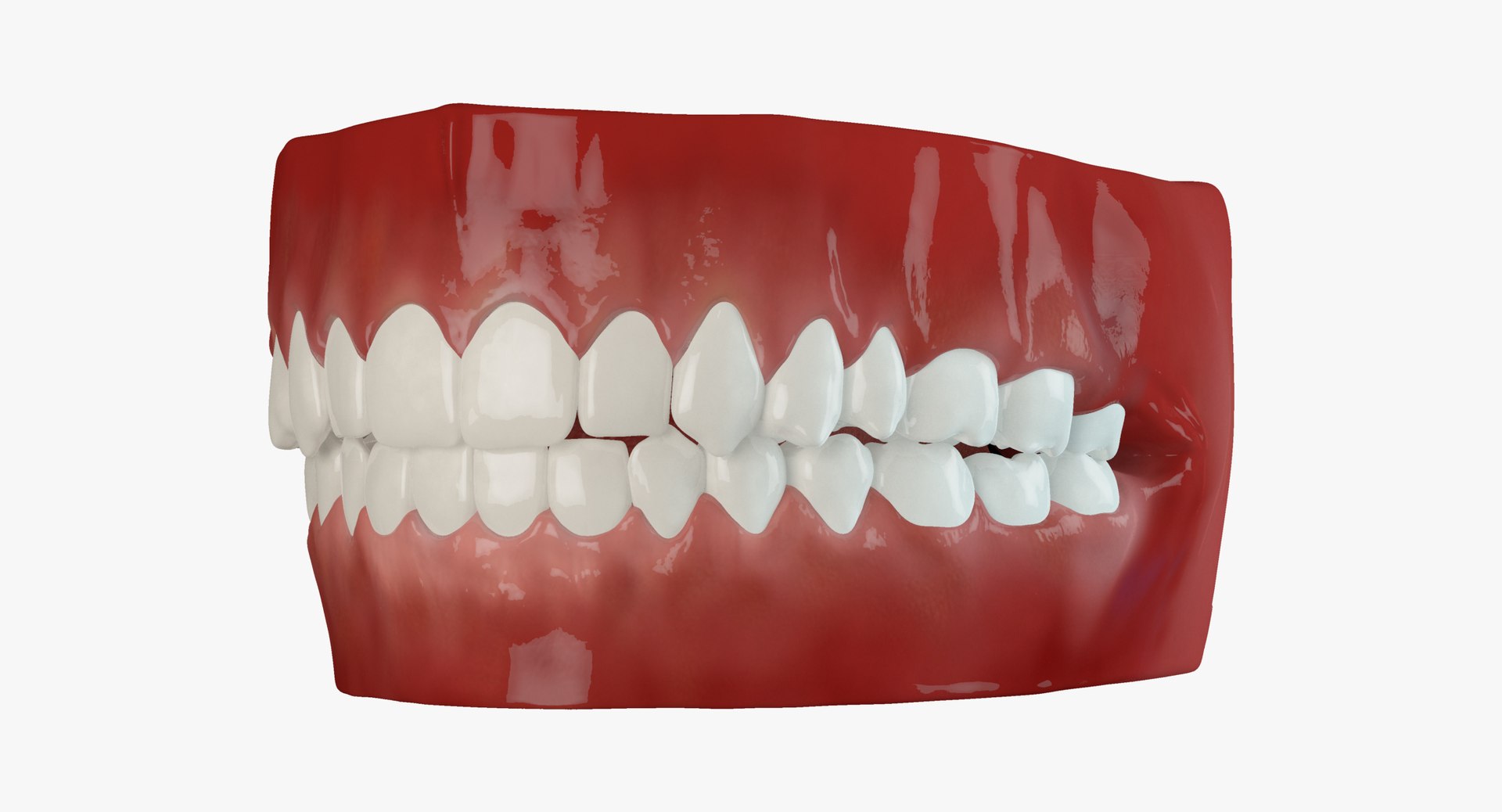 Max Teeth Rigged Human