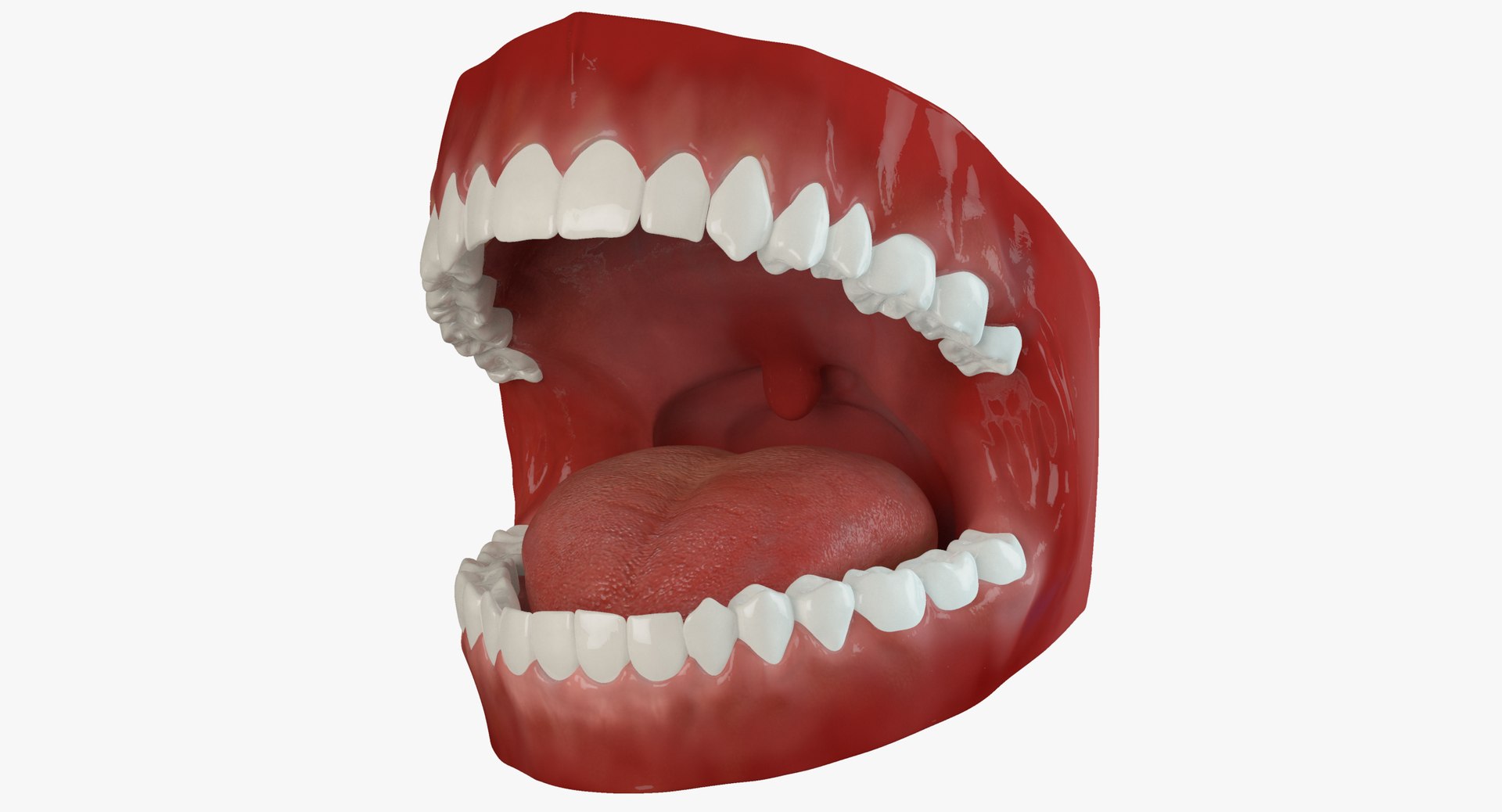 Max Teeth Rigged Human