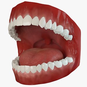 Teeth 3D Models for Download | TurboSquid