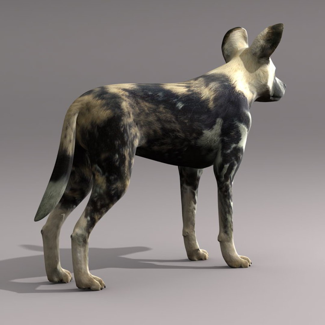 3d Model Realistic African Wild Dog