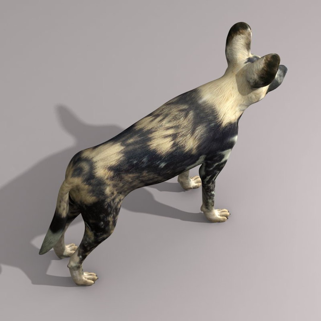 3d Model Realistic African Wild Dog