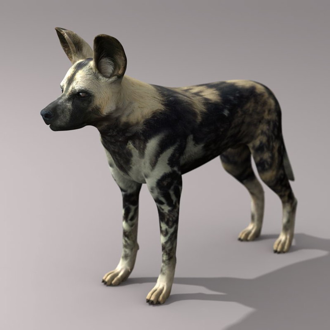 3d Model Realistic African Wild Dog