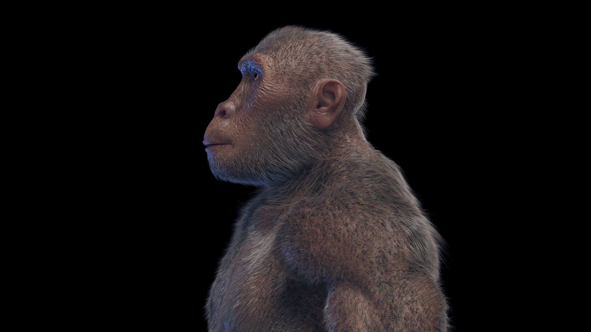 3d Australopithecus Afarensis Male Turbosquid 2098658