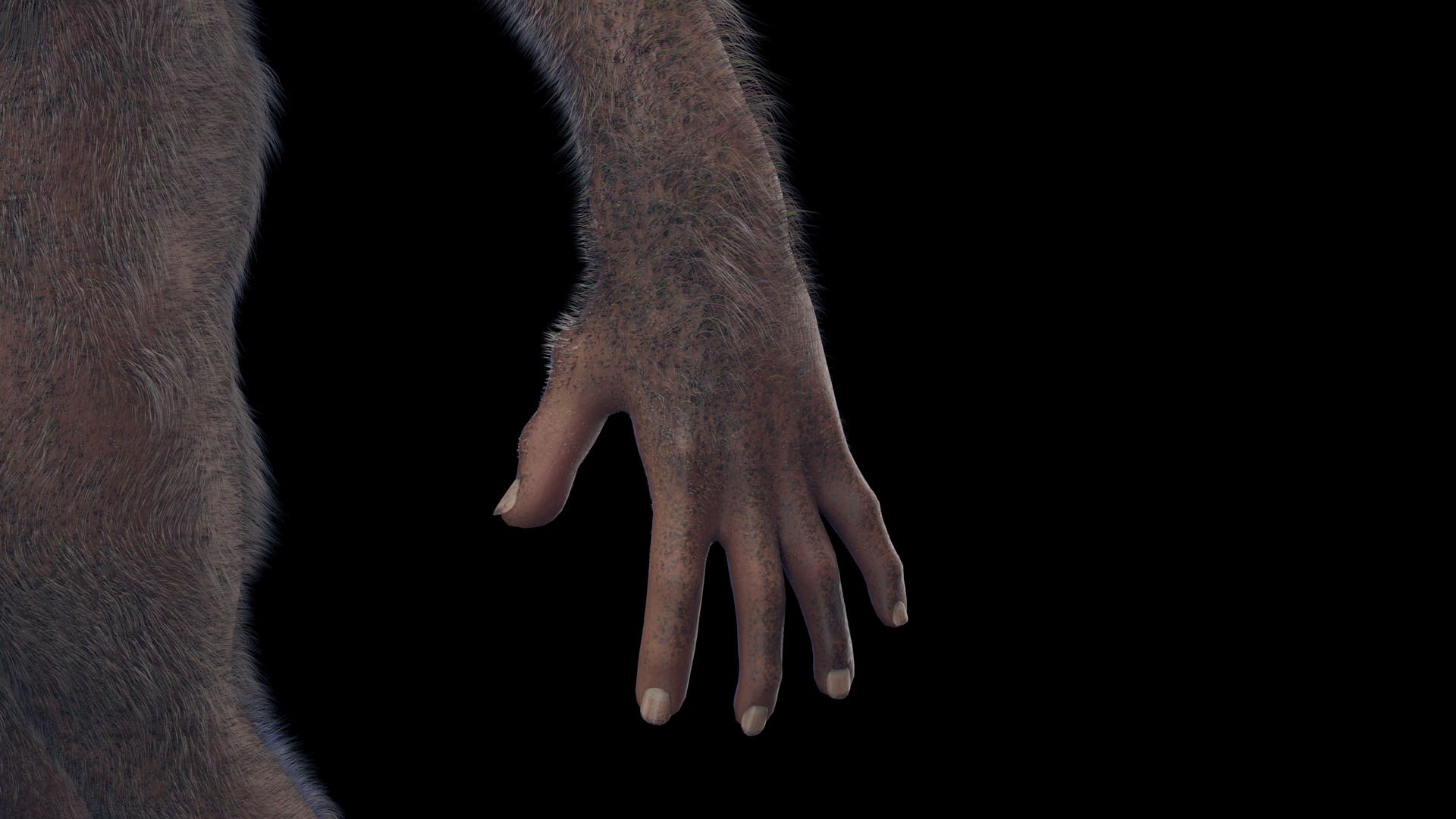 3D Australopithecus Afarensis Male - TurboSquid 2098658