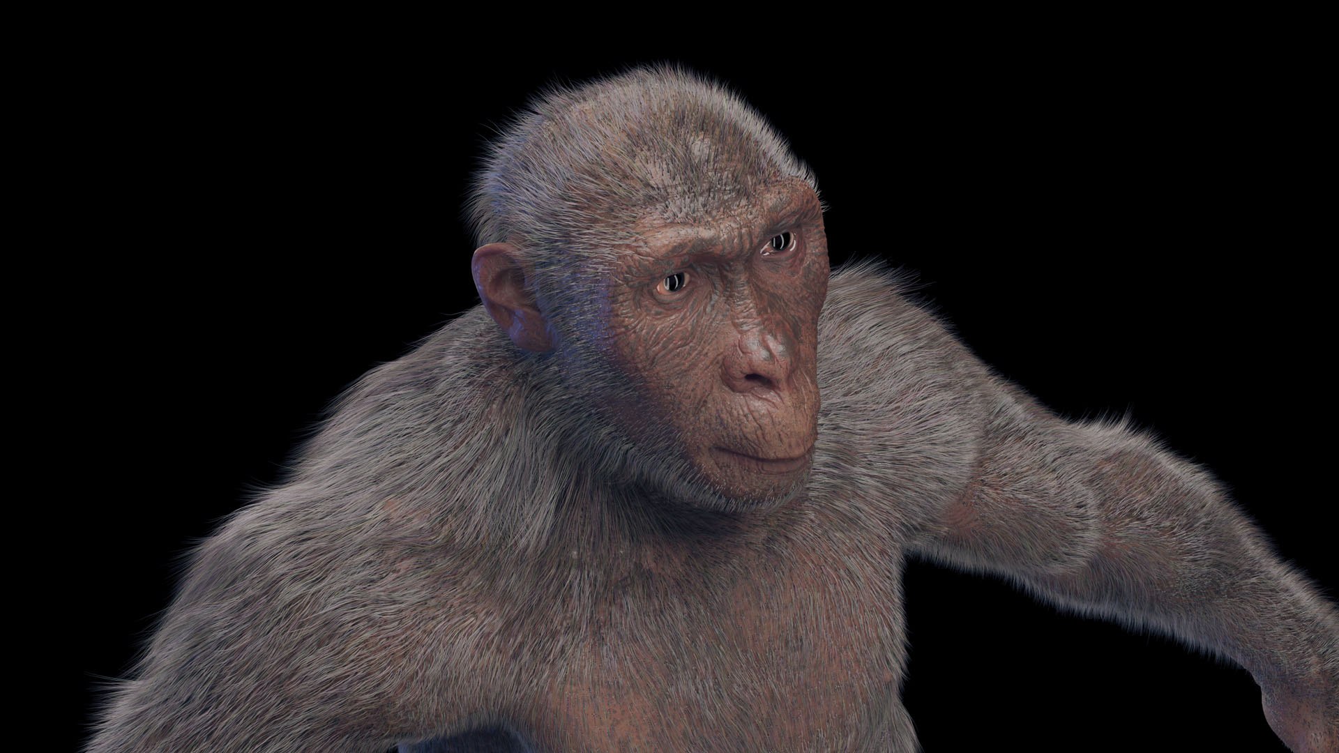 3D Australopithecus Afarensis Male - TurboSquid 2098658
