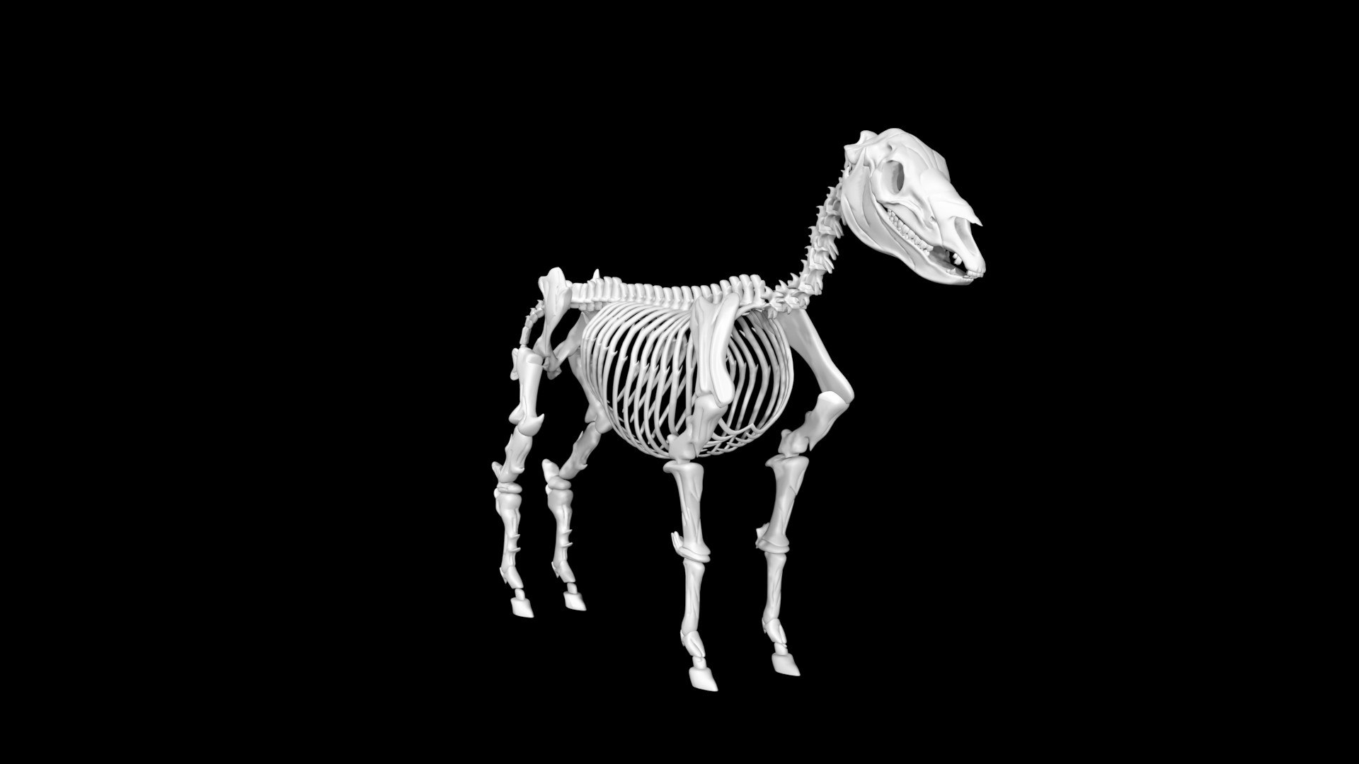 Zebra Skeleton 3D Model - TurboSquid 1887433