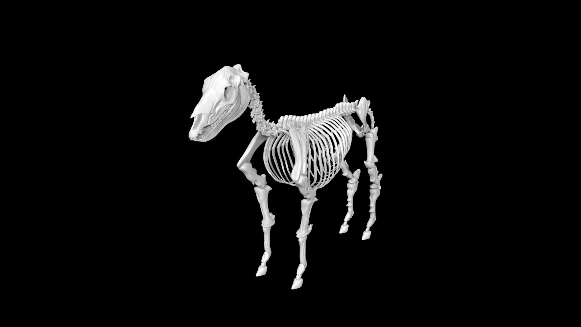 Zebra Skeleton 3D Model - TurboSquid 1887433