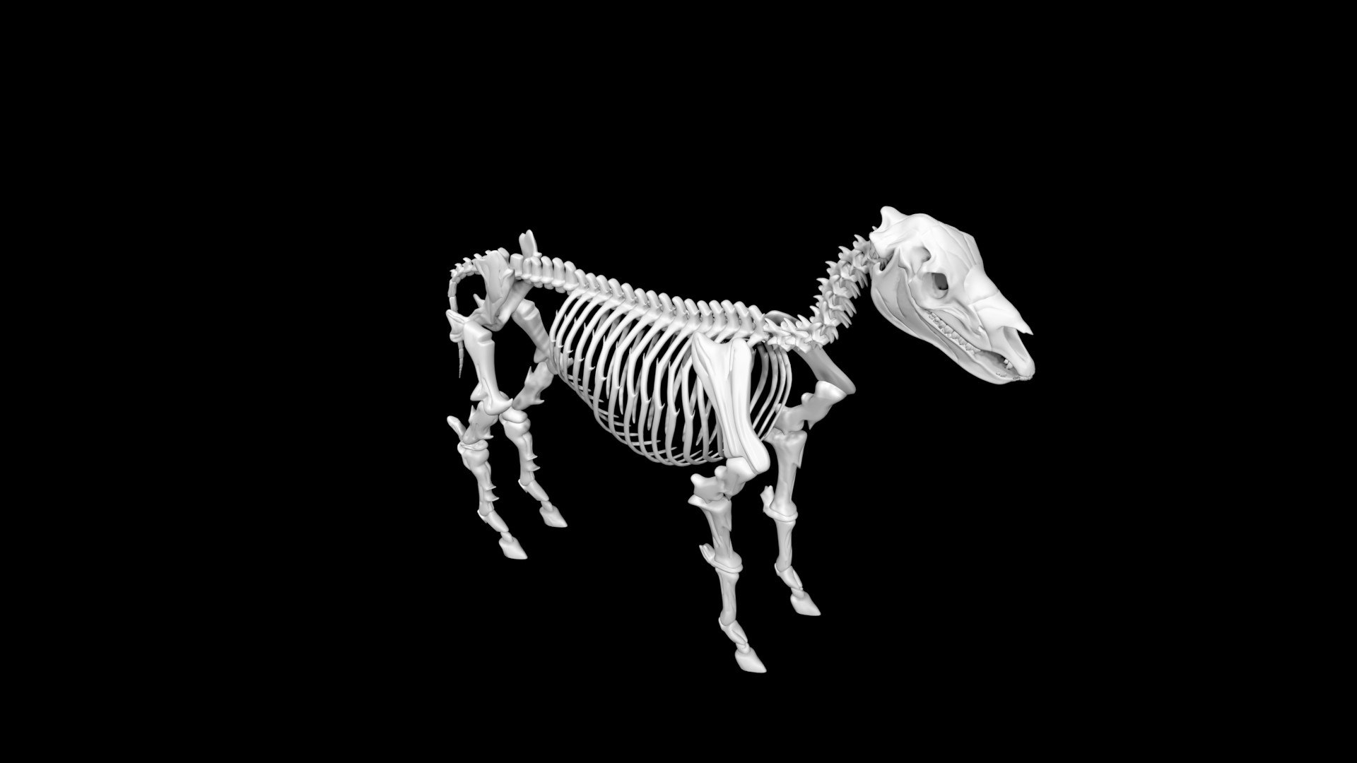 Zebra Skeleton 3D Model - TurboSquid 1887433