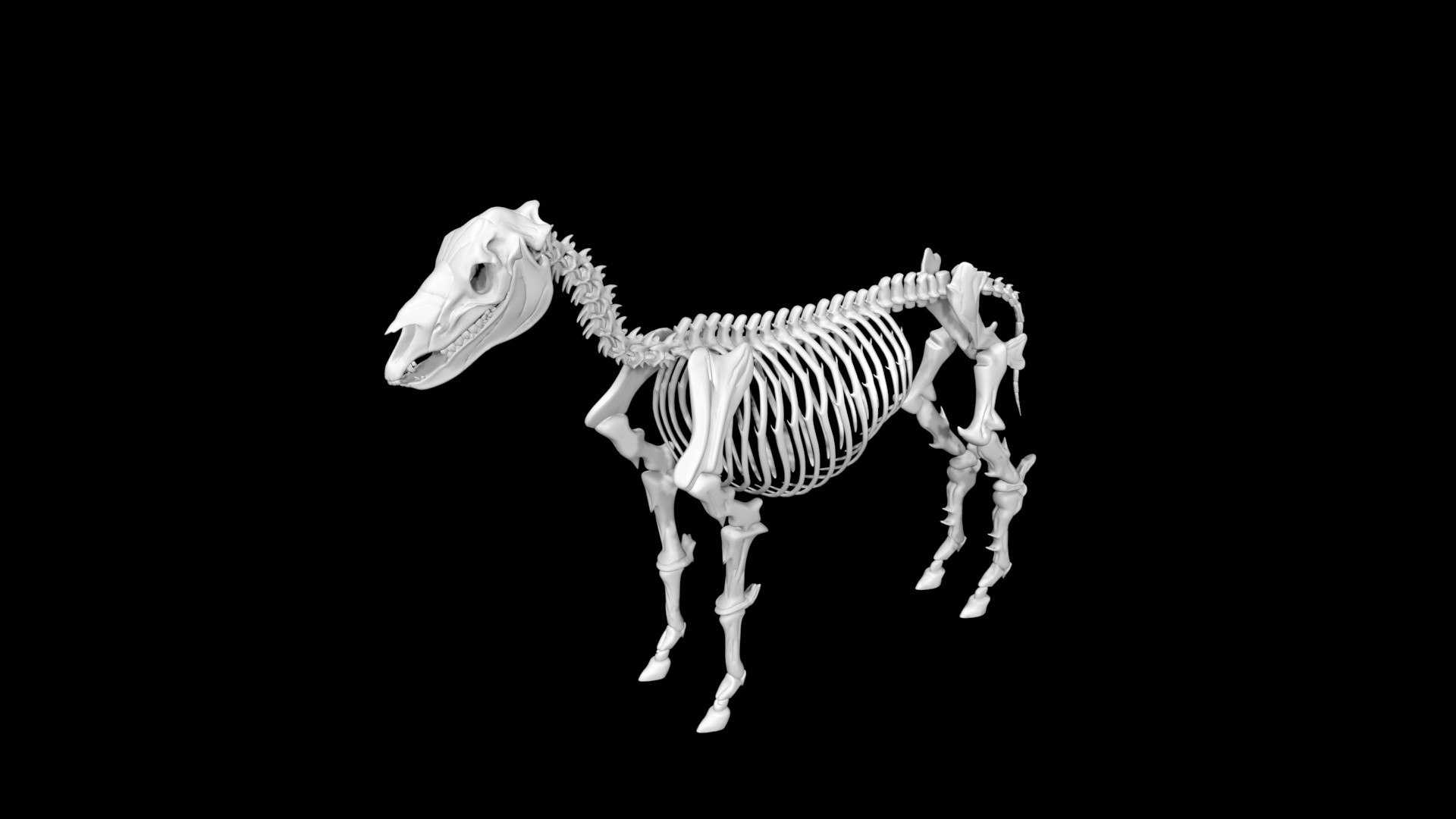 Zebra Skeleton 3D Model - TurboSquid 1887433